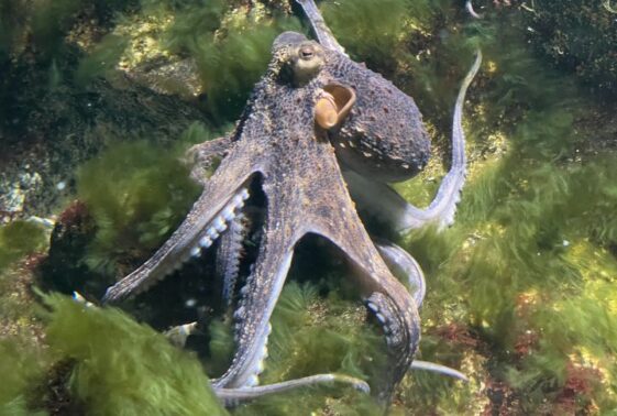 10 Fascinating Octopus Behaviors You’ve Probably Never Heard Of - Housely