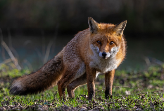 10 Animals That Carry Powerful Symbolism Around The World - Housely