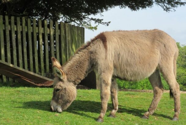 10 Practical Reasons Every Farm Can Benefit From A Donkey - Housely