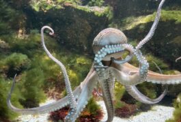 10 Fascinating Octopus Behaviors You’ve Probably Never Heard Of - Housely