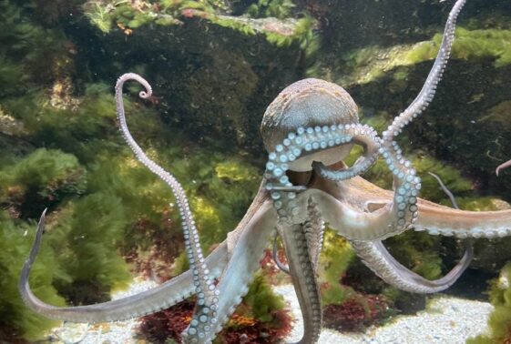 10 Fascinating Octopus Behaviors You’ve Probably Never Heard Of - Housely