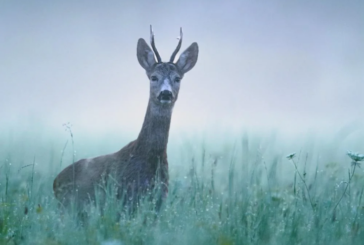 10 Animals That Carry Powerful Symbolism Around The World - Housely