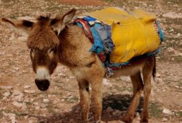 10 Practical Reasons Every Farm Can Benefit From A Donkey - Housely