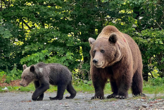 10 Animals That Carry Powerful Symbolism Around The World - Housely