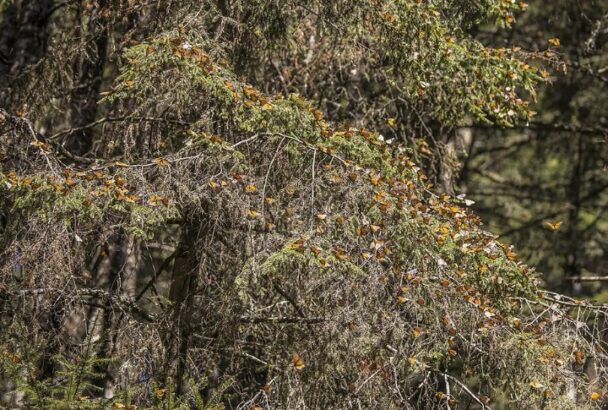 10 Facts About The Monarch Butterfly’s Epic Migration - Housely