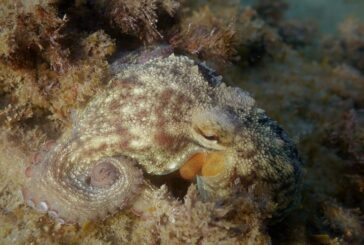 10 Fascinating Octopus Behaviors You’ve Probably Never Heard Of - Housely