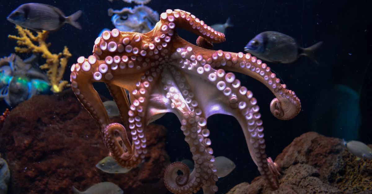 10 Fascinating Octopus Behaviors You’ve Probably Never Heard Of - Housely