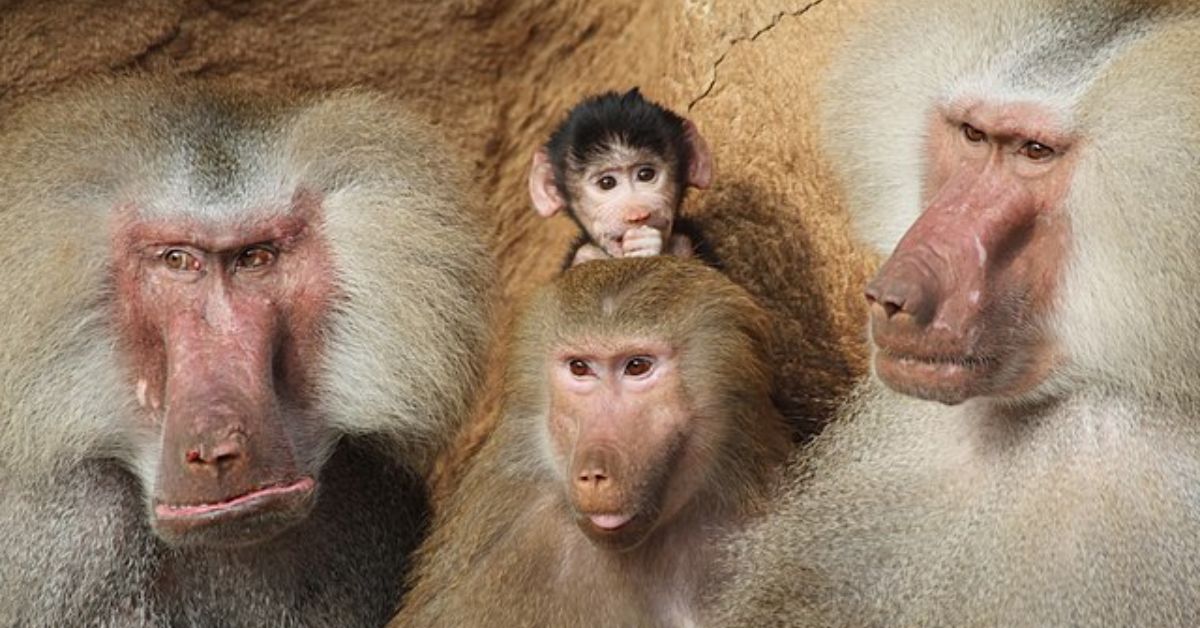 10 Monkeys With Muscle Attitude And A Whole Lot Of Bite - Housely