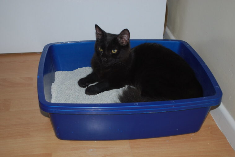 15 Warning Signs In Your Cat’s Behaviour You Should Never Ignore - Housely