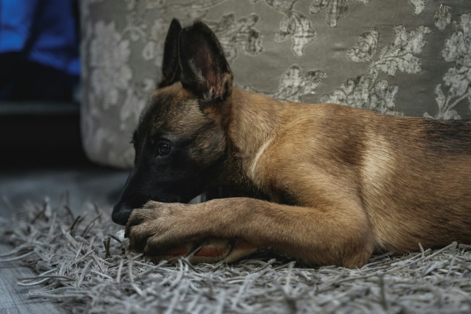 15 Surprising Traits of the Belgian Malinois - Housely