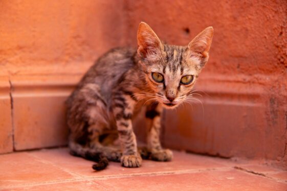15 Warning Signs In Your Cat’s Behaviour You Should Never Ignore - Housely