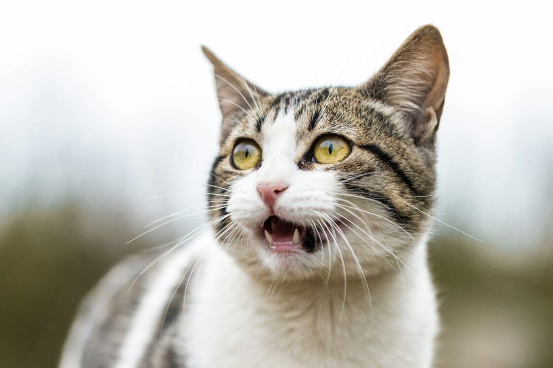 15 Warning Signs In Your Cat’s Behaviour You Should Never Ignore - Housely