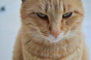 15 Warning Signs In Your Cat’s Behaviour You Should Never Ignore - Housely