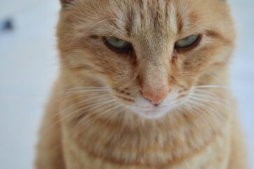15 Warning Signs In Your Cat’s Behaviour You Should Never Ignore - Housely