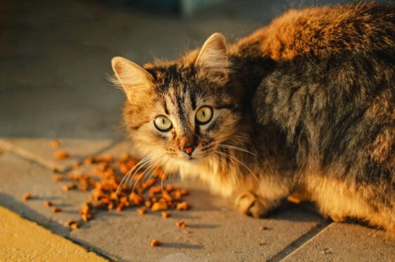 15 Warning Signs In Your Cat’s Behaviour You Should Never Ignore - Housely