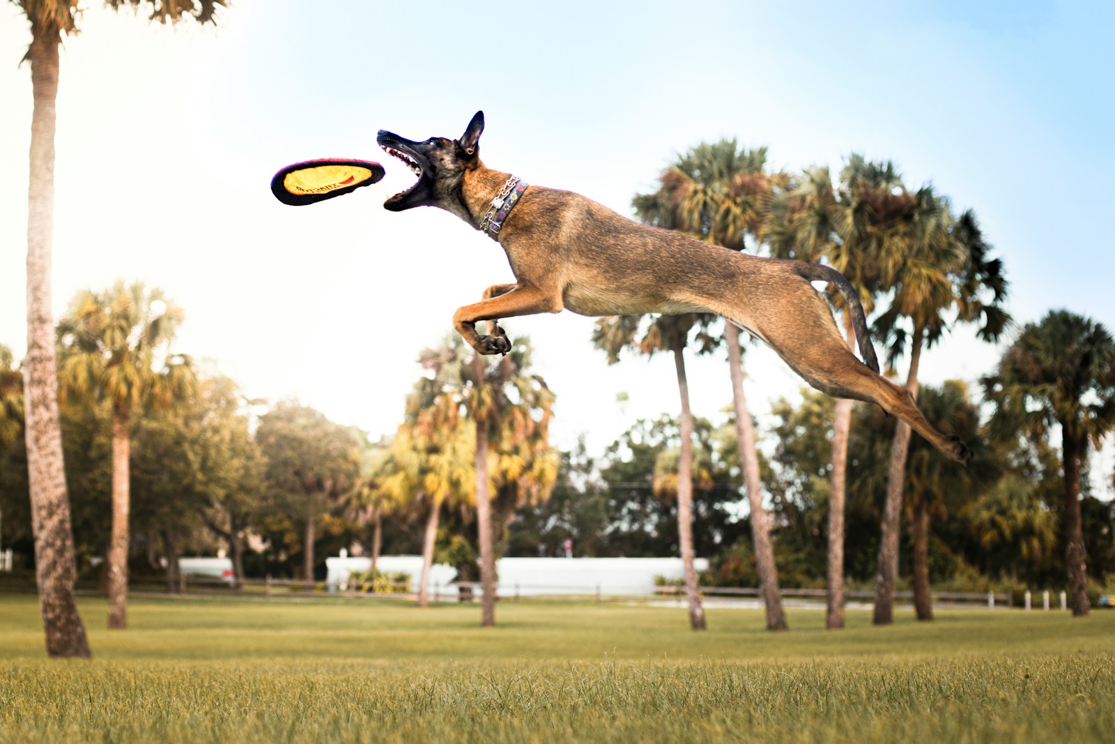 15 Surprising Traits of the Belgian Malinois - Housely