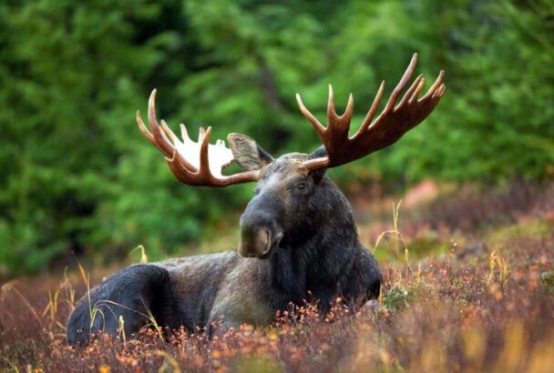 25 Supersized Animals That Rule The Planet - Housely