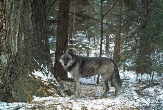 10 American States That Are Still Wolf Territory - Housely
