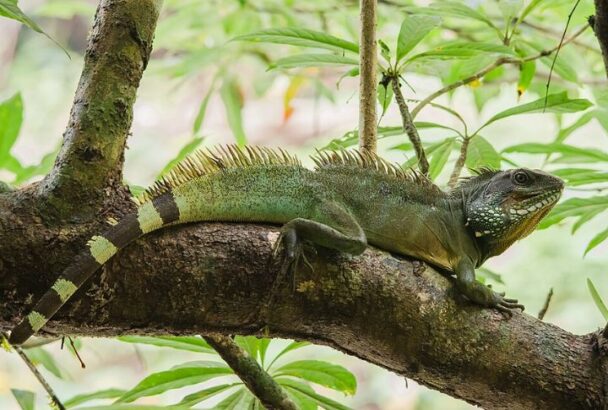 10 Amazing Creatures With Scales From Land And Sea - Housely