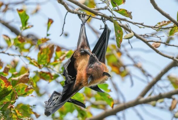 10 Things To Know About Flying Foxes - Housely