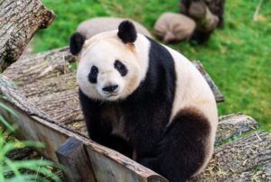 Meet The Wild Animals That Are Famous For Being Gentle And Kind - Housely