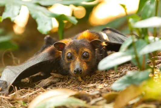 10 Things To Know About Flying Foxes - Housely