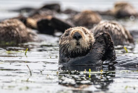 Meet The Wild Animals That Are Famous For Being Gentle And Kind - Housely