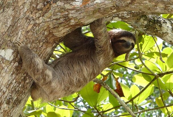 Meet The Wild Animals That Are Famous For Being Gentle And Kind - Housely