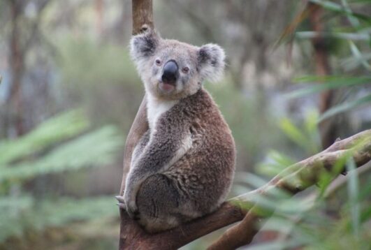 Meet The Wild Animals That Are Famous For Being Gentle And Kind - Housely