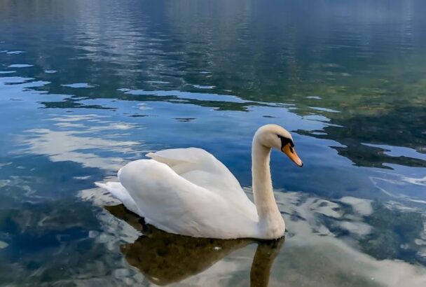 Meet The Wild Animals That Are Famous For Being Gentle And Kind - Housely