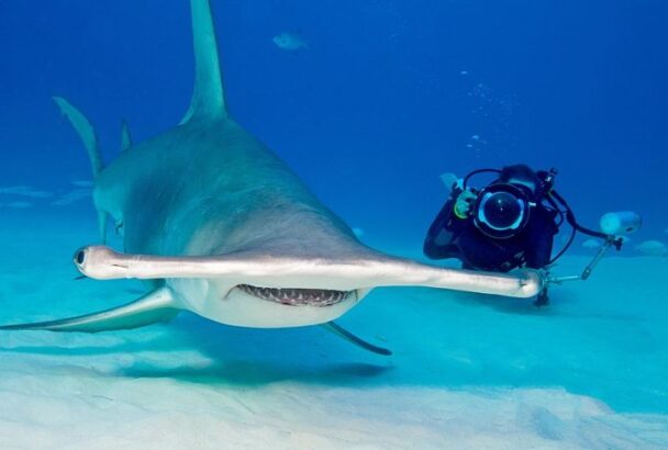 10 Animals That Don’t Need Mates To Reproduce - Housely