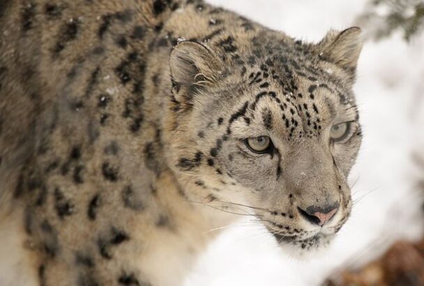 10 Things That Help Snow Leopards Outsmart The Cold - Housely