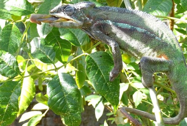 The 10 Strangest Tongues In The Animal Kingdom - Housely