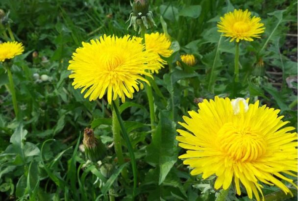 20 Common Weeds Every Homeowner Should Know By Sight - Housely