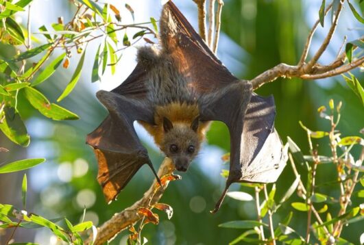 10 Things To Know About Flying Foxes - Housely