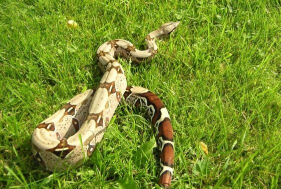 10 Animals That Don’t Need Mates To Reproduce - Housely
