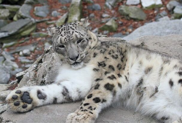 10 Things That Help Snow Leopards Outsmart The Cold - Housely