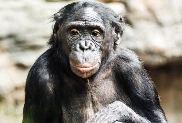 Meet The Wild Animals That Are Famous For Being Gentle And Kind - Housely