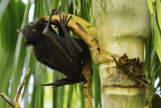 10 Things To Know About Flying Foxes - Housely