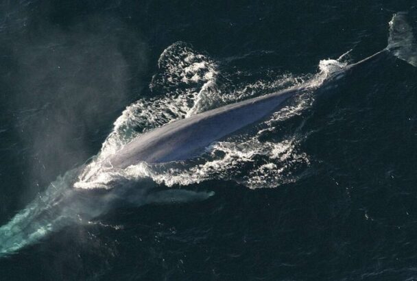 The 10 Strangest Tongues In The Animal Kingdom - Housely