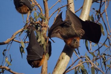 10 Things To Know About Flying Foxes - Housely