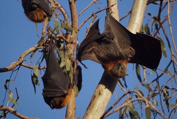 10 Things To Know About Flying Foxes - Housely
