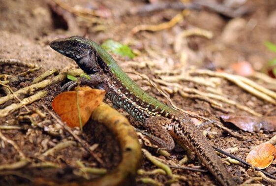 10 Animals That Don’t Need Mates To Reproduce - Housely