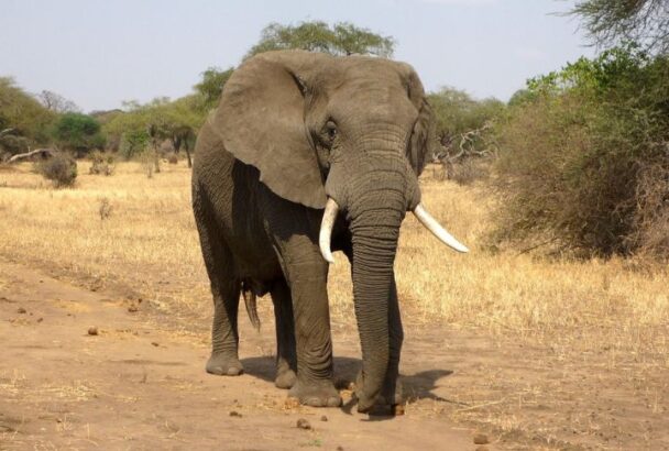 Meet The Wild Animals That Are Famous For Being Gentle And Kind - Housely
