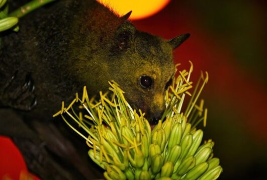 10 Things To Know About Flying Foxes - Housely