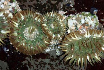 10 Animals That Don’t Need Mates To Reproduce - Housely