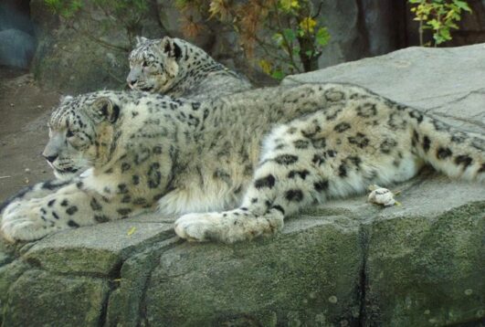 10 Things That Help Snow Leopards Outsmart The Cold - Housely