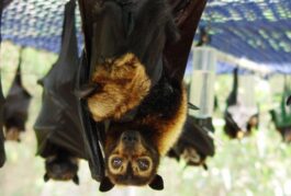 10 Things To Know About Flying Foxes - Housely