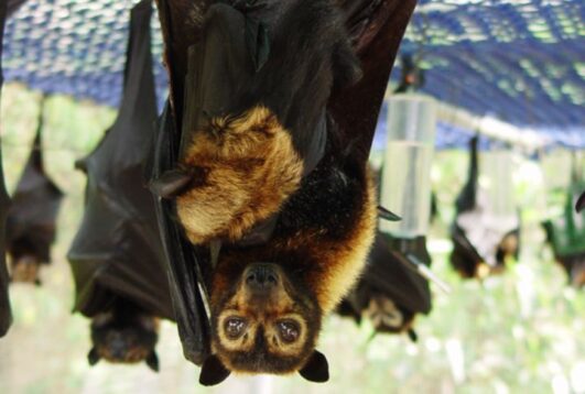 10 Things To Know About Flying Foxes - Housely