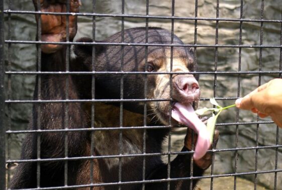 The 10 Strangest Tongues In The Animal Kingdom - Housely